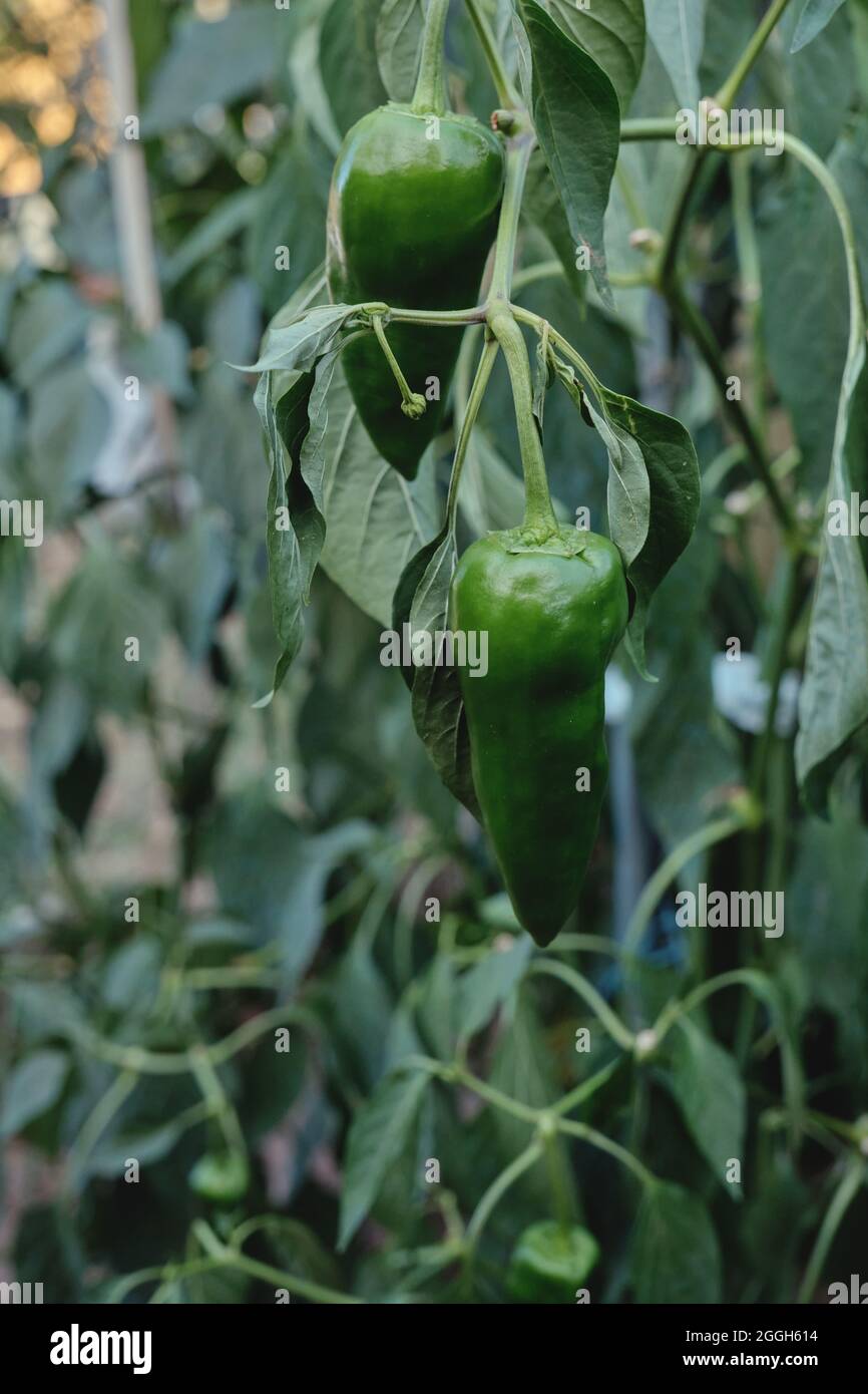Padrón peppers galicia hi-res stock photography and images - Alamy