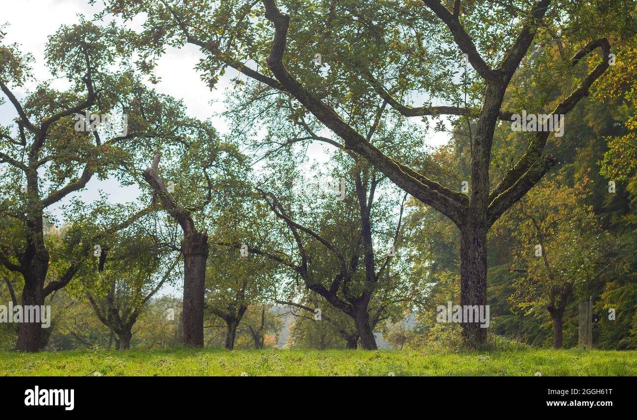 Old garden apple trees hi-res stock photography and images - Alamy