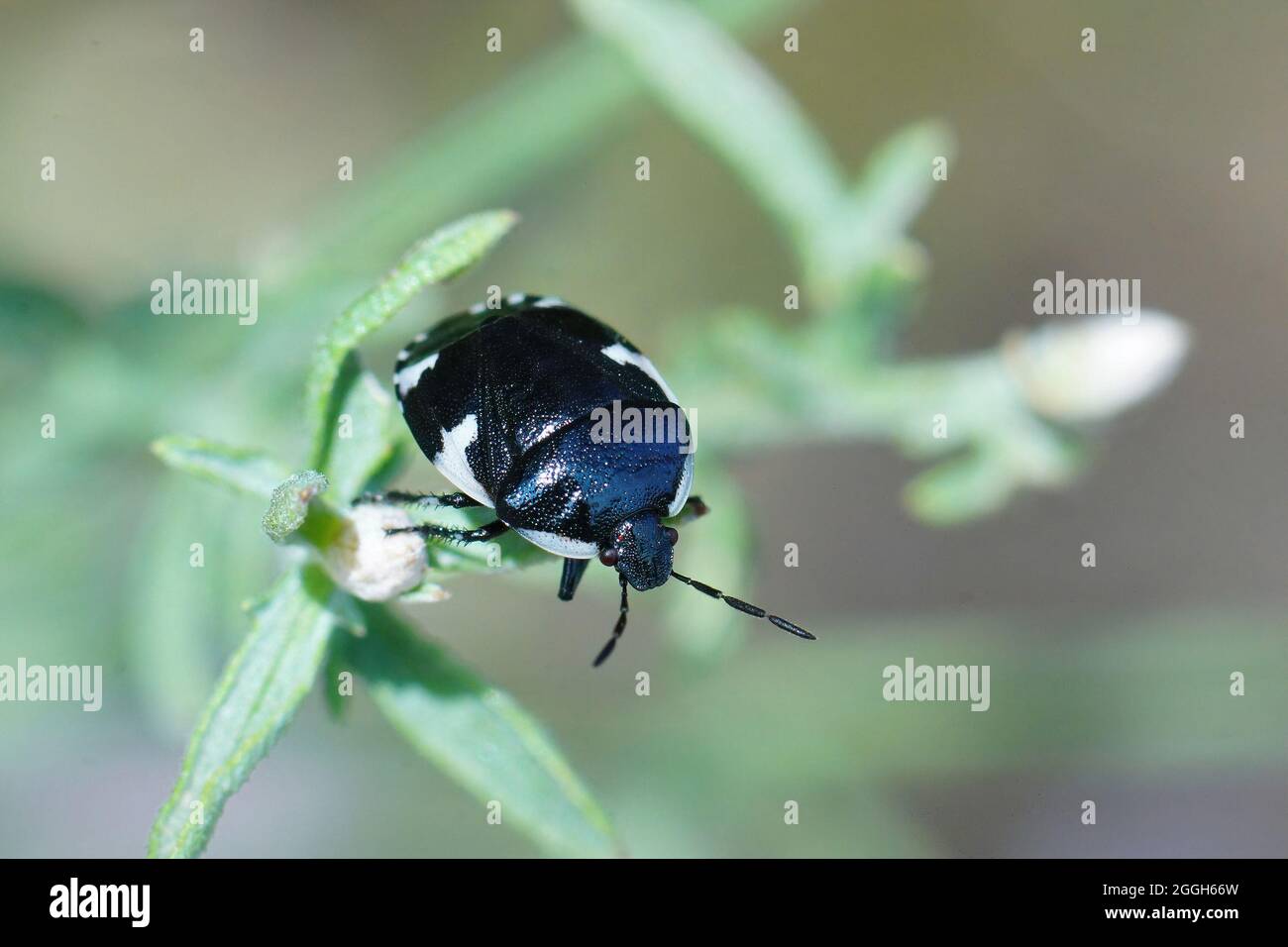 Pied shield bug hi-res stock photography and images - Alamy