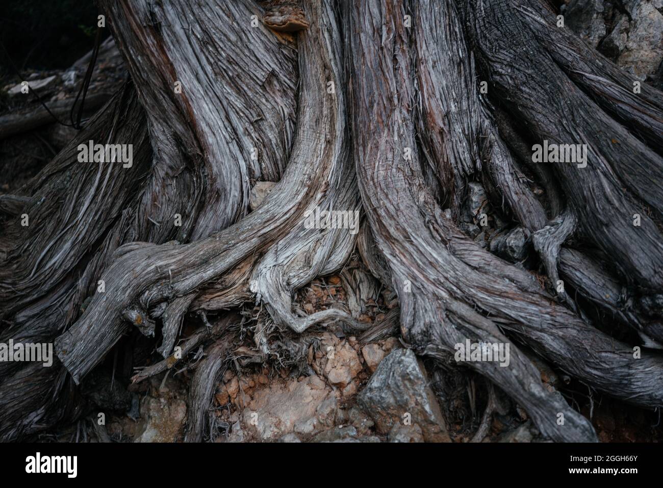 Tree Root Texture High Resolution Stock Photography and Images - Alamy