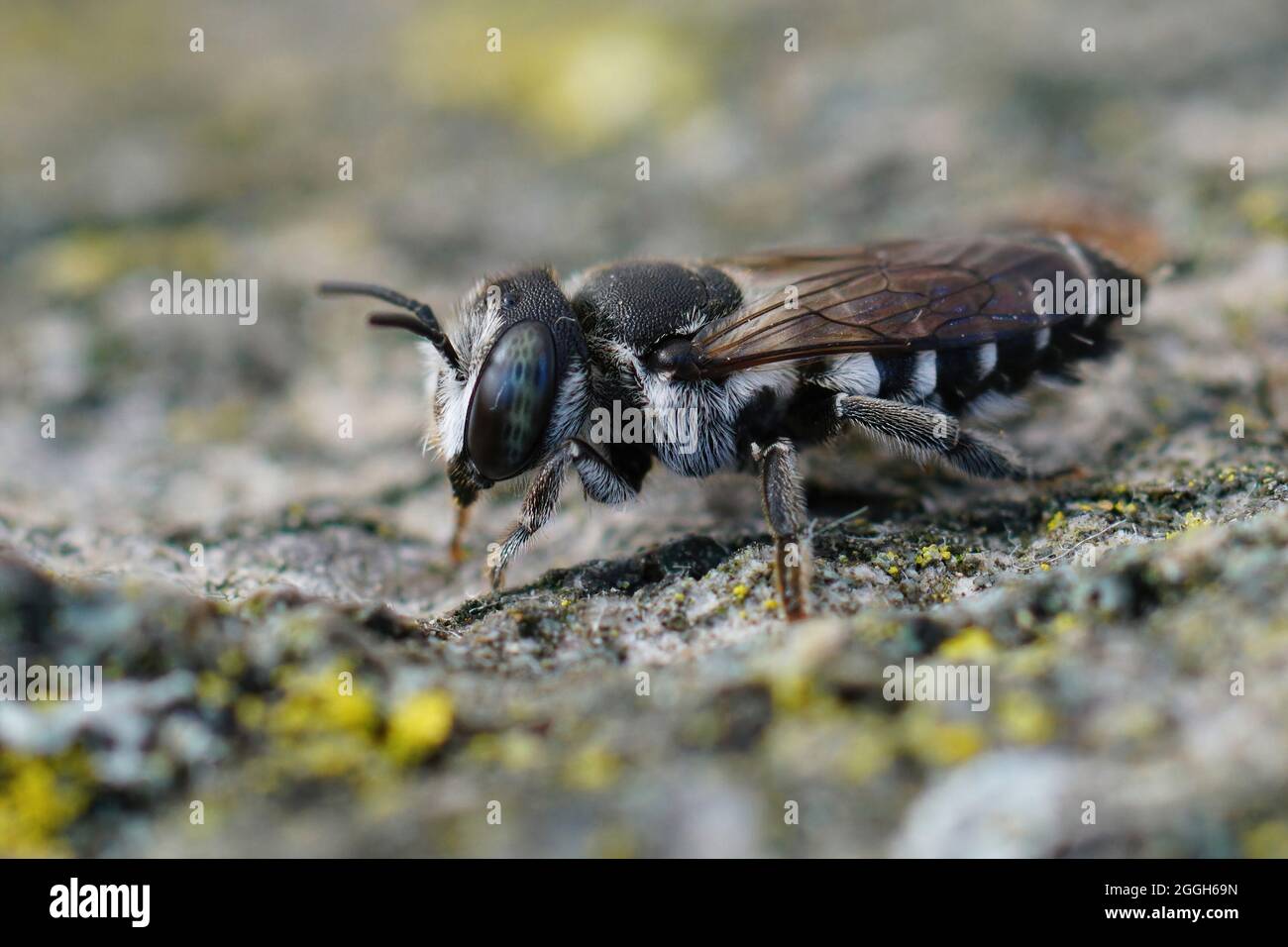 Closeup on a female of the small Apical leafcutter bee, Megachile ...