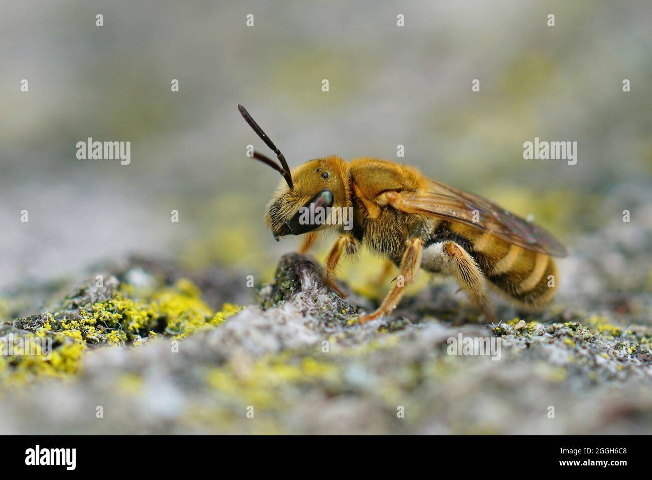 Closeup of a female of the golden furrow bee, Halictus subauratus Stock ...