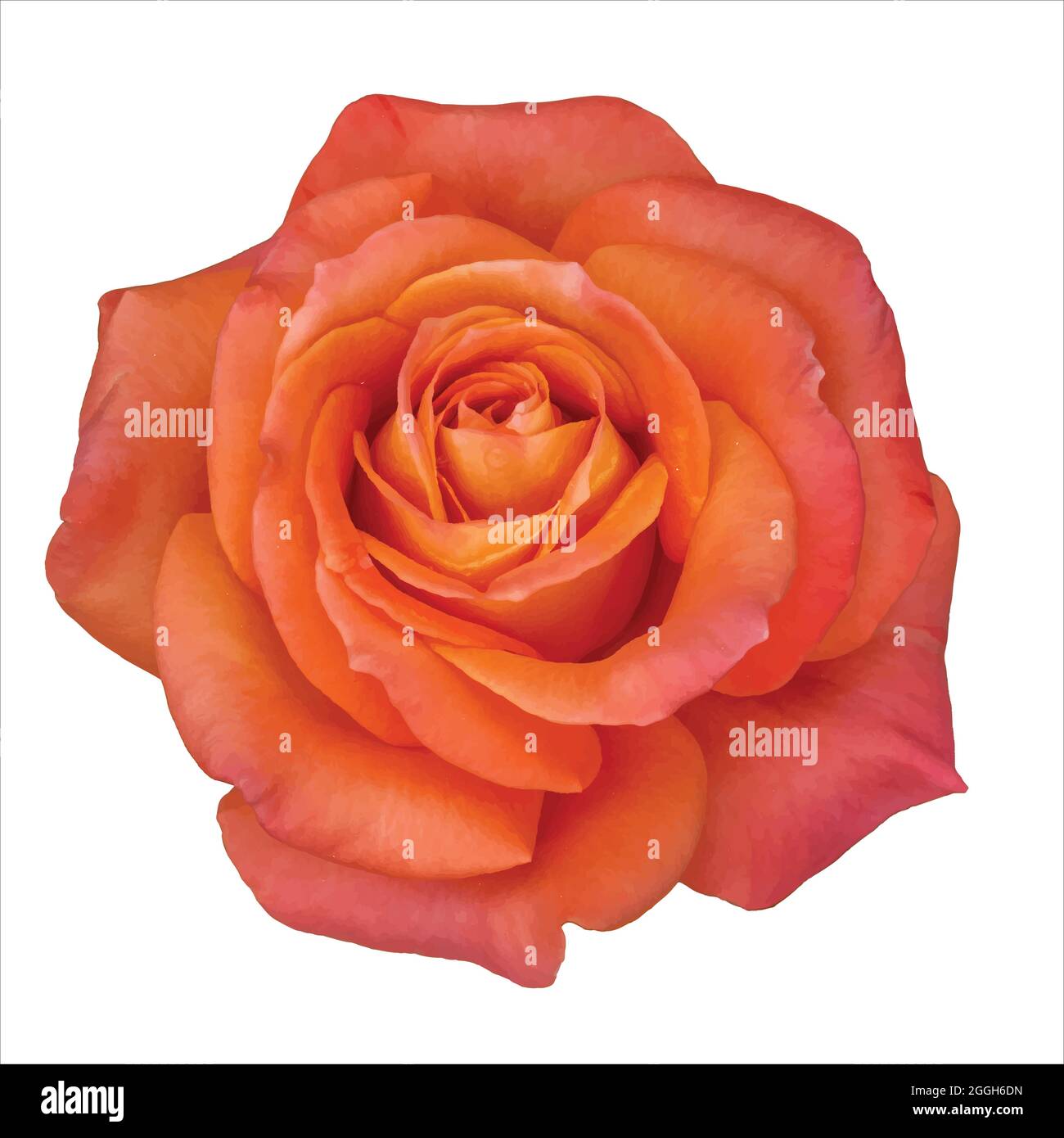 Open flower rose blossom. Pink orange rose flower vector illustration ...