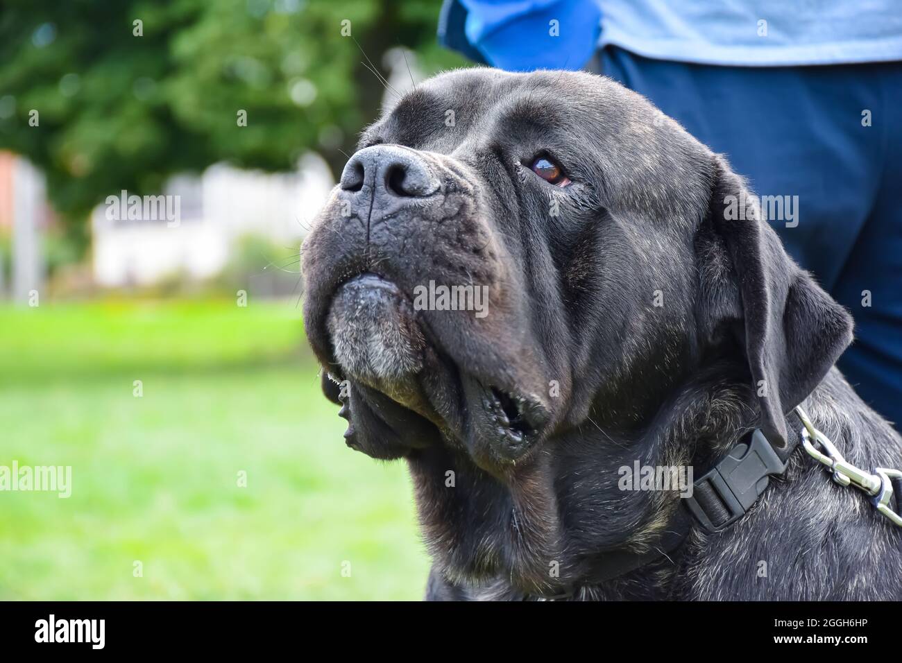 Cane corso head hi-res stock photography and images - Alamy