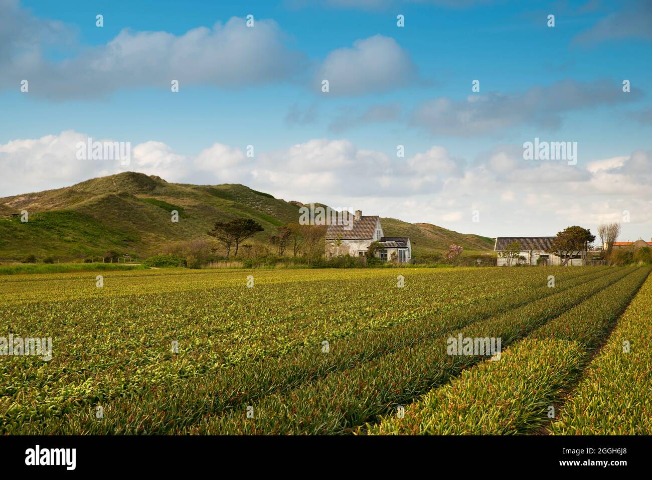 Beautiful view of a green field with small houses and hills. The ...