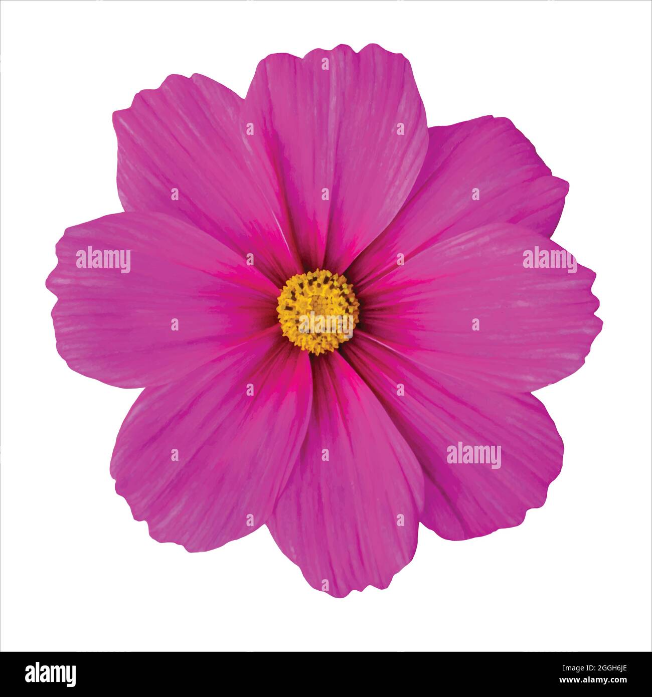 Pink cosmos flower. Magenta flower cosmos blossom isolated on white ...