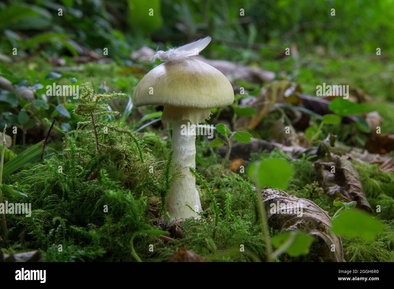Death cap mushroom hi-res stock photography and images - Alamy