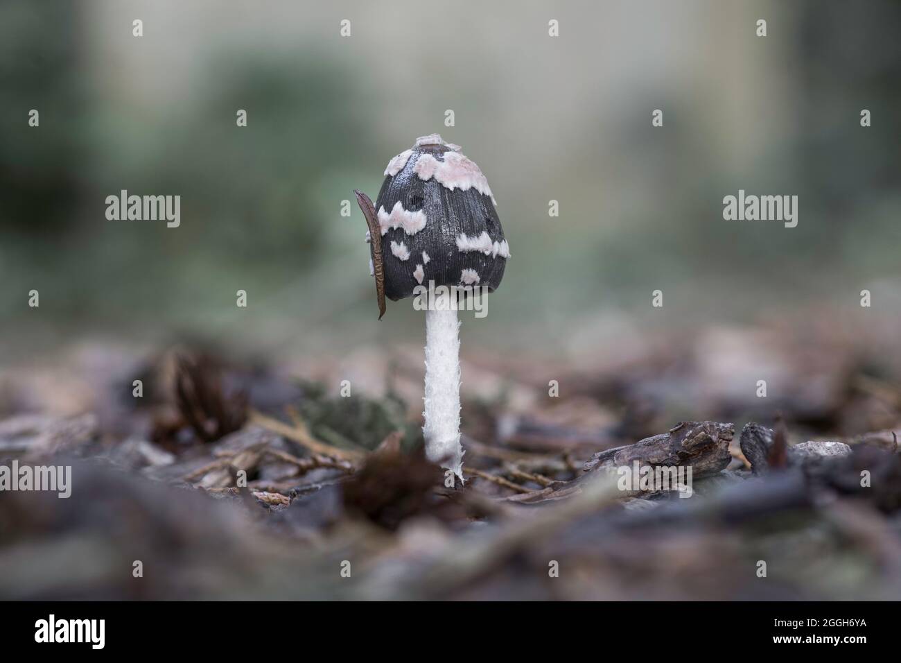 Magpie inkcap coprinopsis picacea hi-res stock photography and images ...