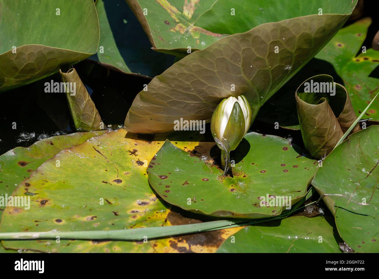 Nymphaea alba known as the European white water lily white floating ...