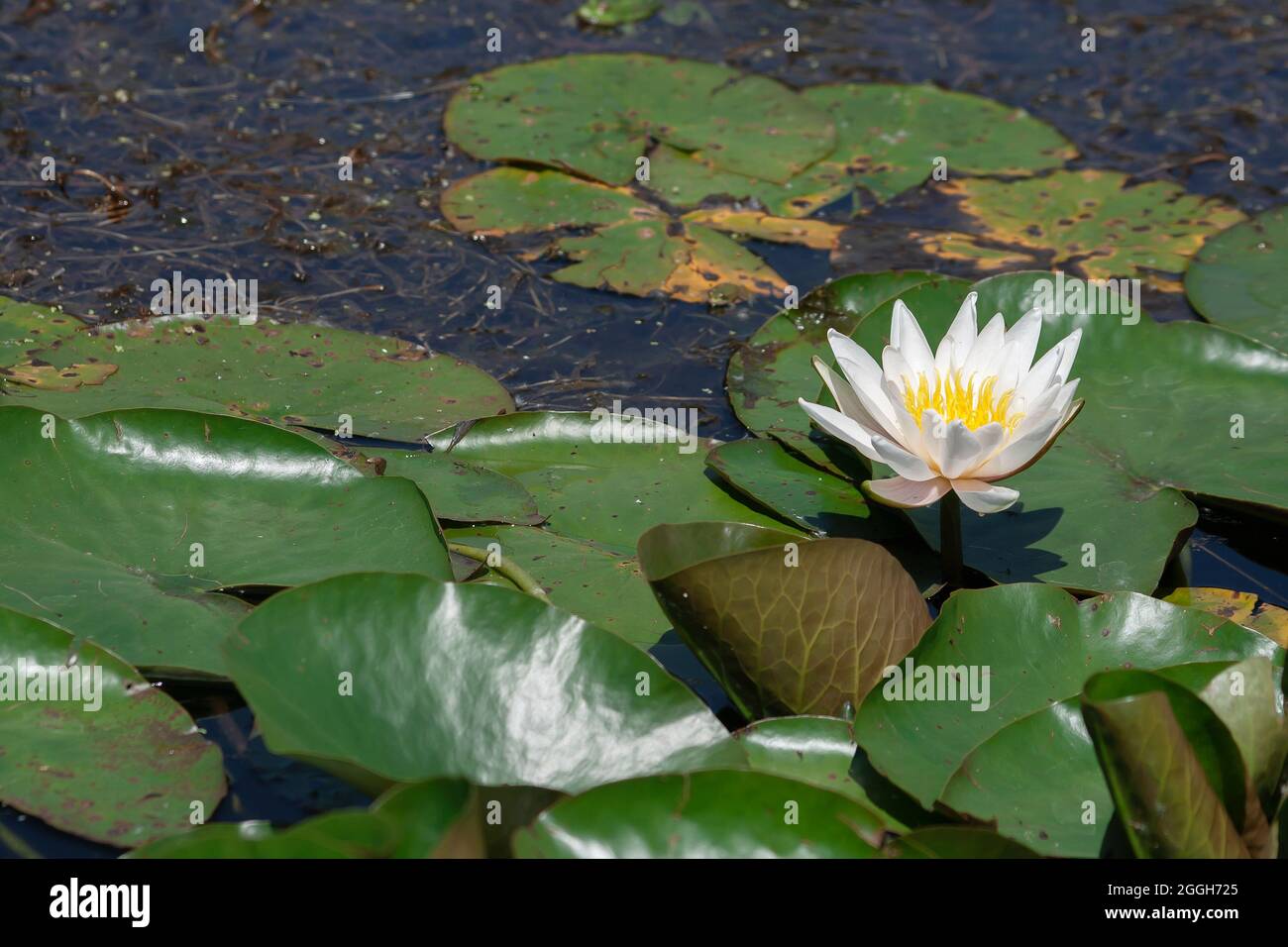 Nymphaea alba known as the European white water lily white floating ...