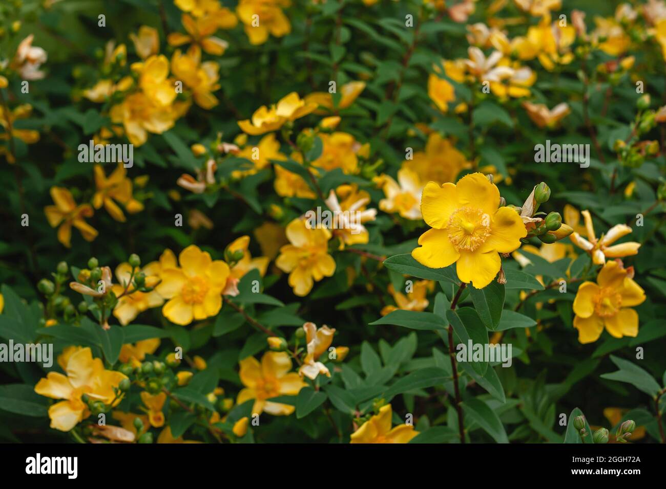 Hypericum hidcote hi-res stock photography and images - Alamy