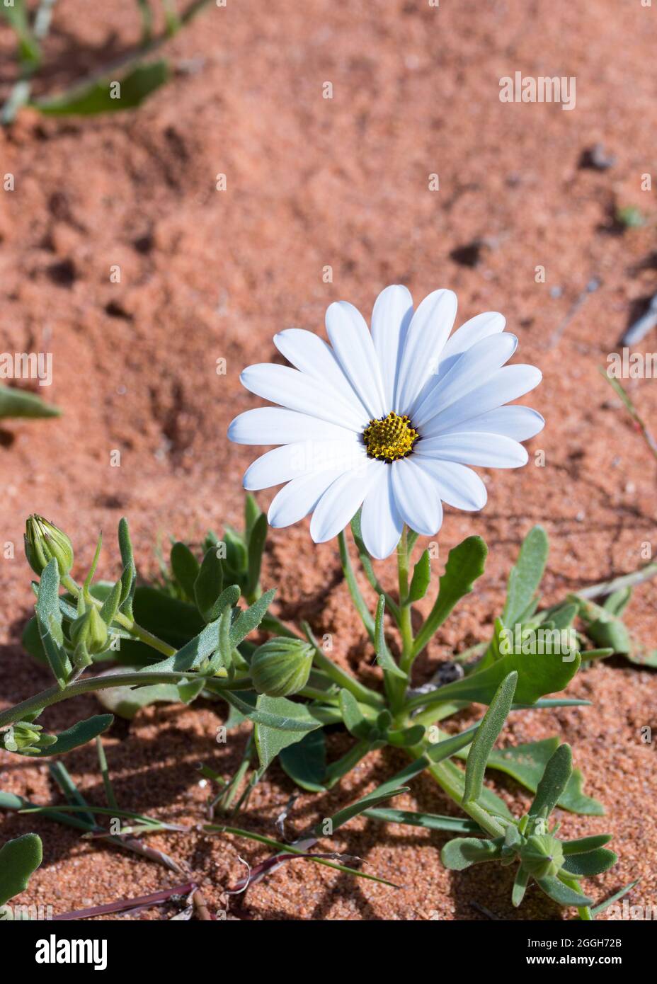 A single white daisy growing in the sandy Namaqua desert in spring ...
