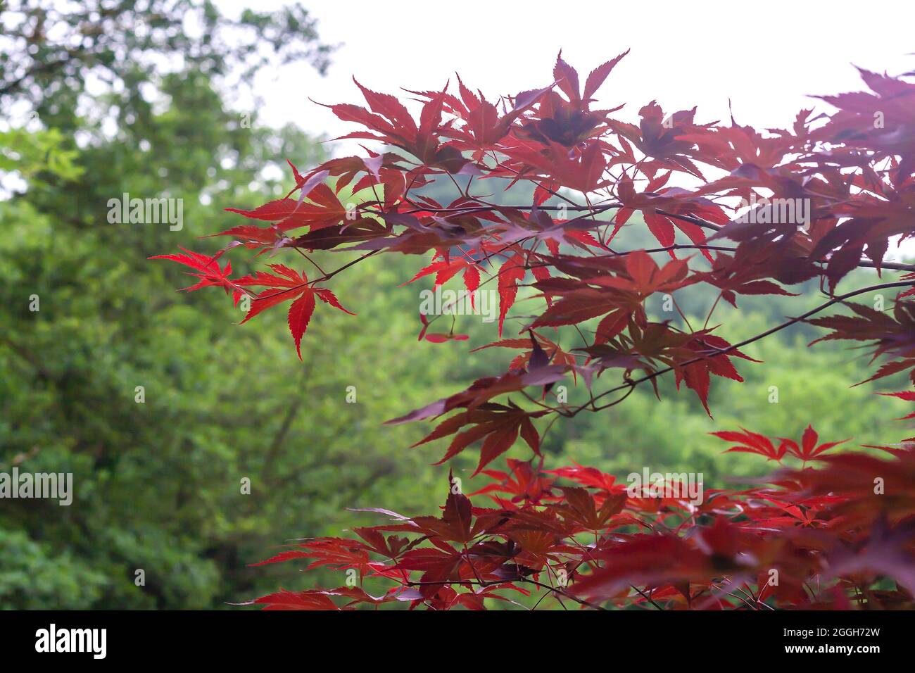 Japanese maple tree red hi-res stock photography and images - Alamy