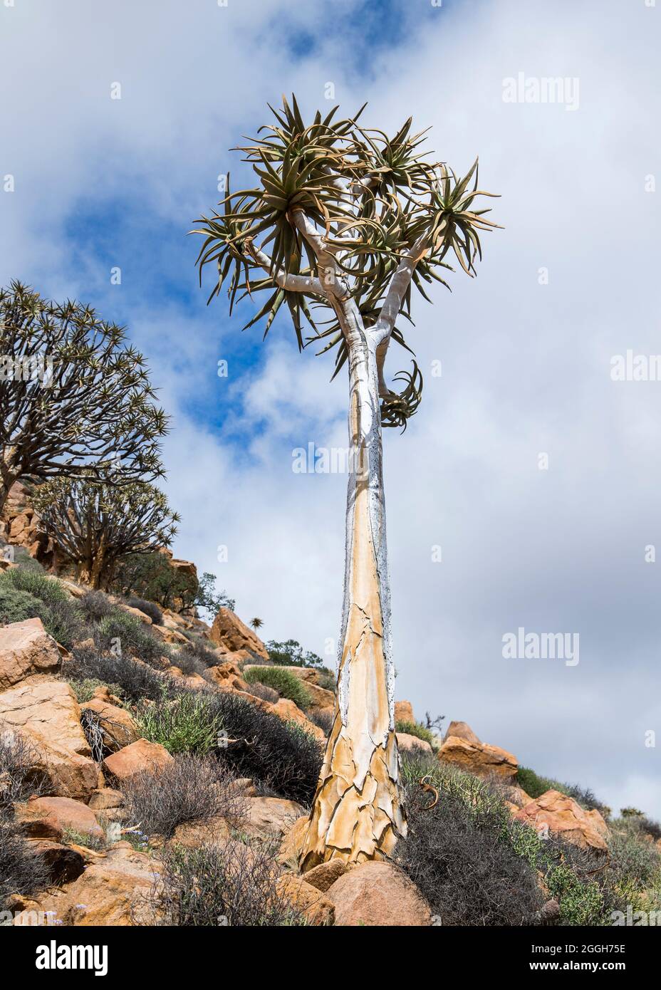 A single Quiver Tree (Aloidendron dichotomum) standing tall on the ...