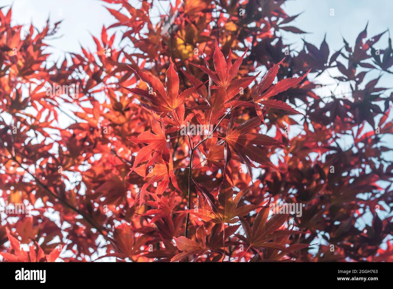 Acer palmatum japanese maple tree red purplish foliage Stock Photo - Alamy