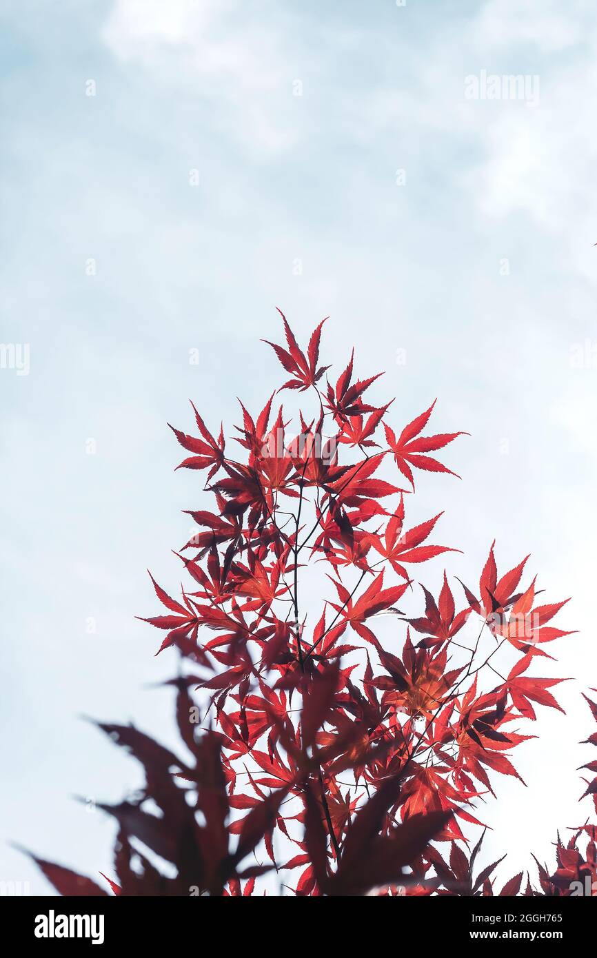 Acer palmatum japanese maple tree red purplish foliage Stock Photo - Alamy
