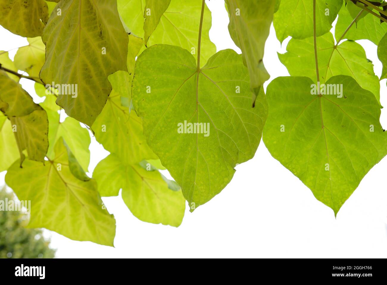 Catalpa bignonioides Indian bean tree autumanl deciduous foliage Stock ...
