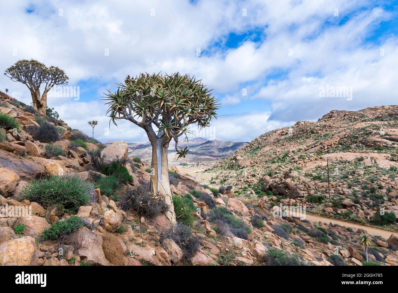 A single Quiver Tree (Aloidendron dichotomum) standing tall on the ...