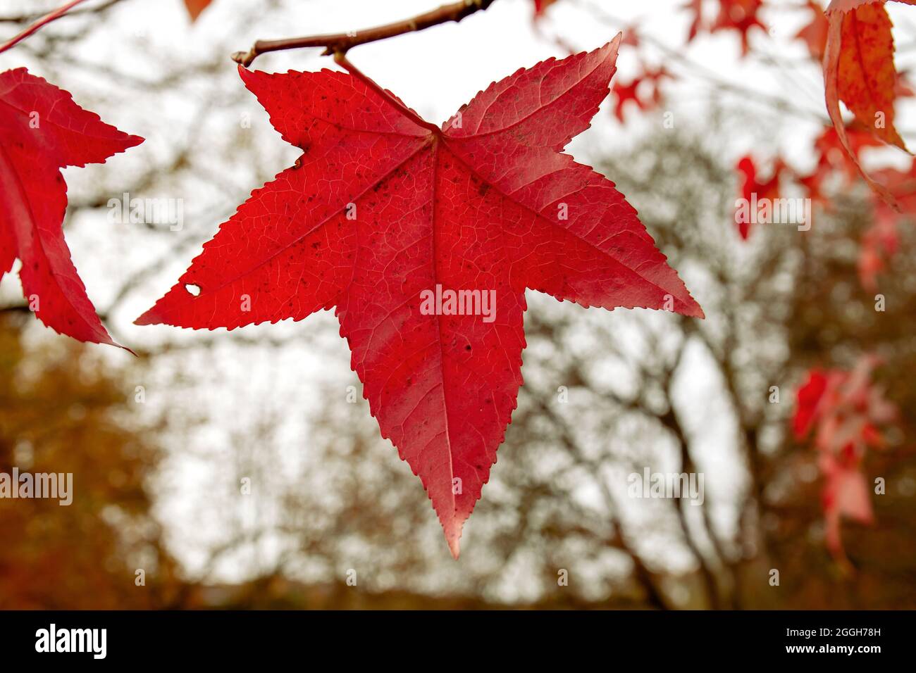 Liquidambar tree autmnal red leaf close up Stock Photo - Alamy