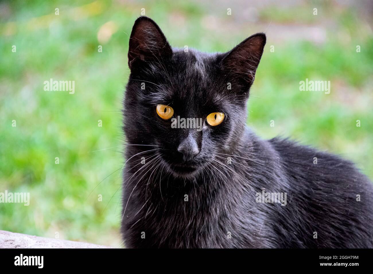 Black cat portrait Stock Photo - Alamy