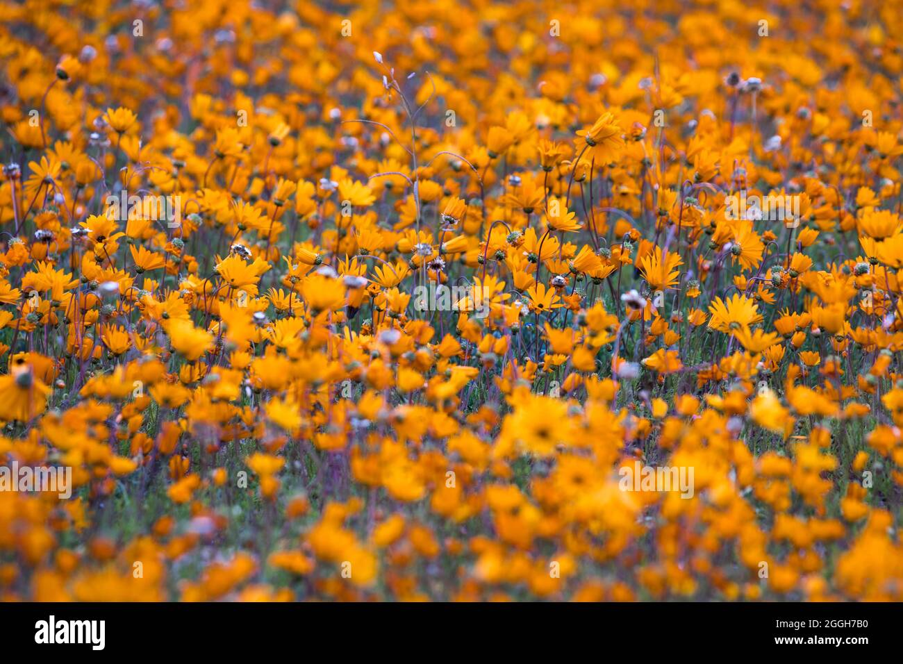 Closeup of a field of natural wild growing orange daisies of the ...