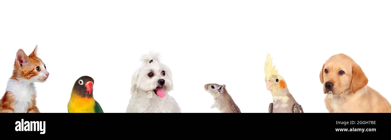 Beautiful pets isolated on a white background Stock Photo - Alamy