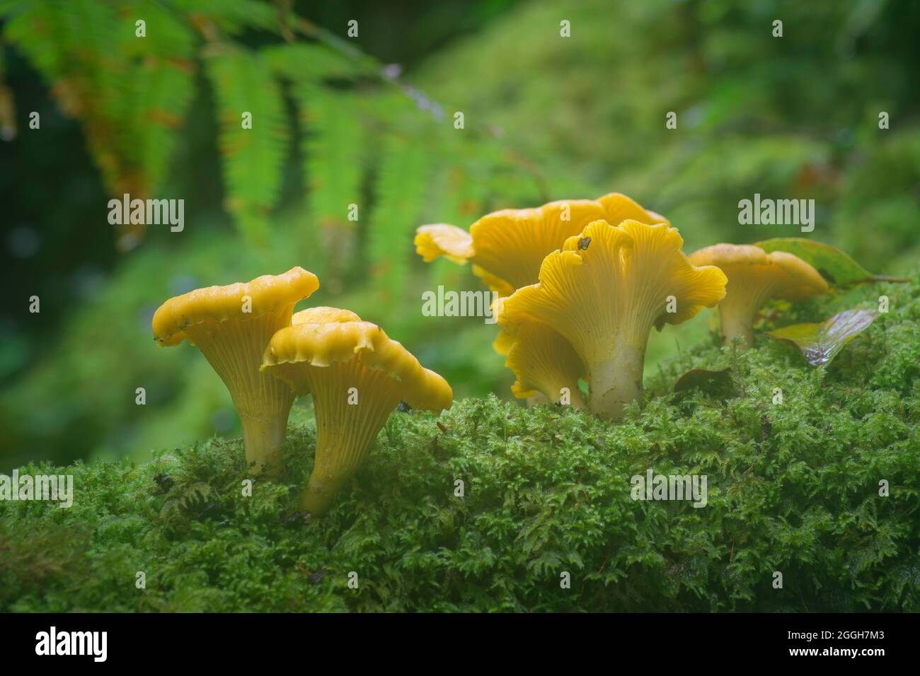 Beautiful fungi pics hi-res stock photography and images - Alamy