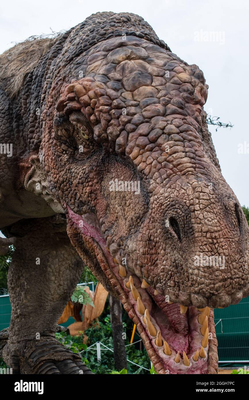 Megalodon museum hi-res stock photography and images - Alamy