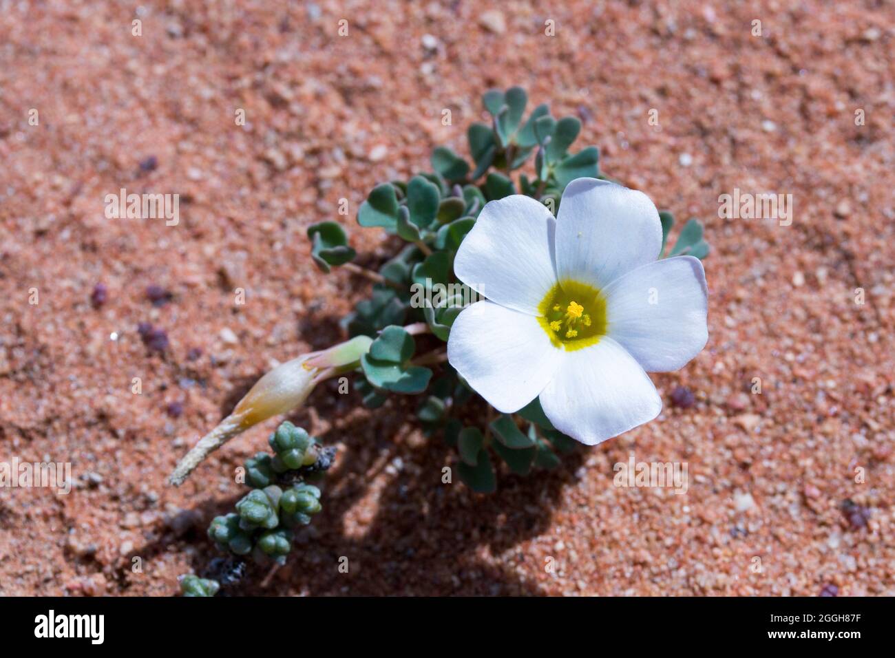 Incised Sorrel (Oxalis annae) small white flower growing in the Namaqua ...