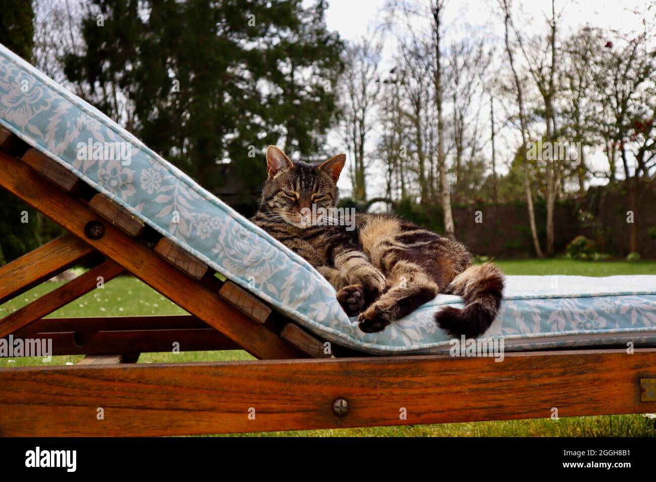 Cat chilling on a chair Stock Photo - Alamy