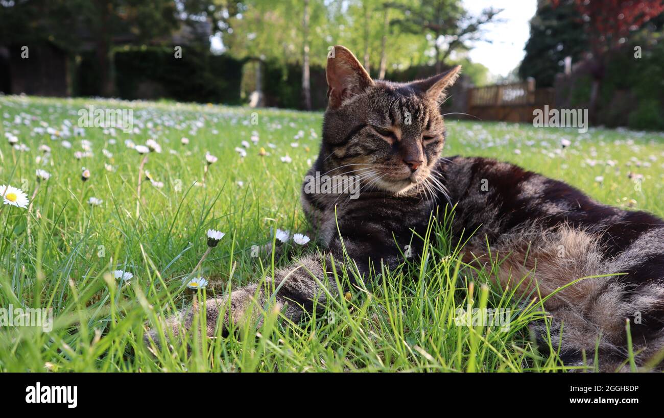 cat in grass Stock Photo - Alamy