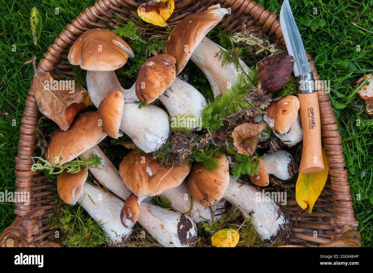 Discovering fungi hi-res stock photography and images - Alamy