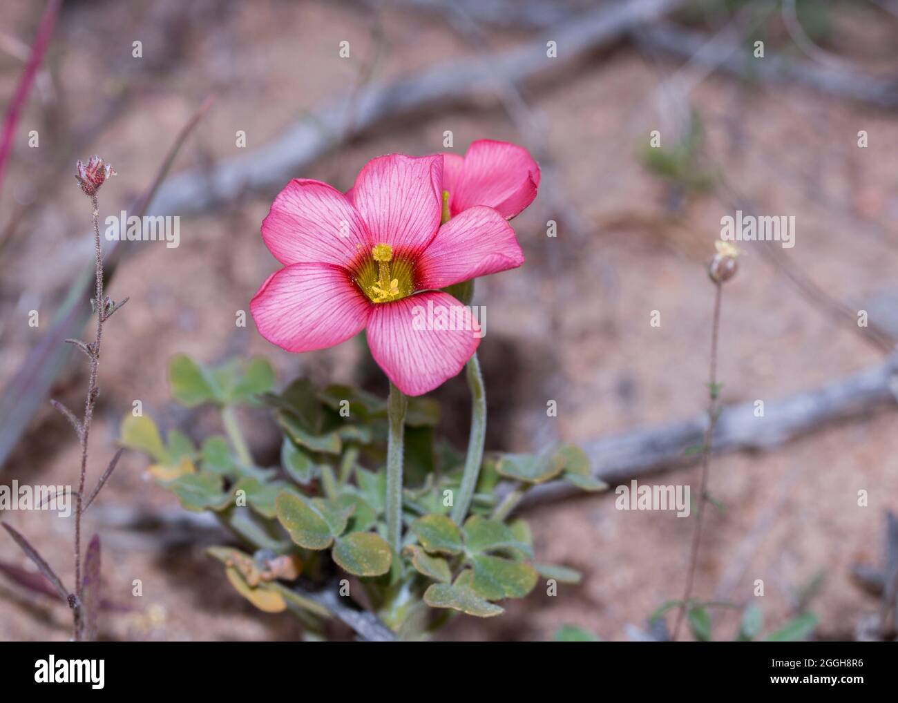 The pretty bright colored orange pink flower of the Yelloweye ...