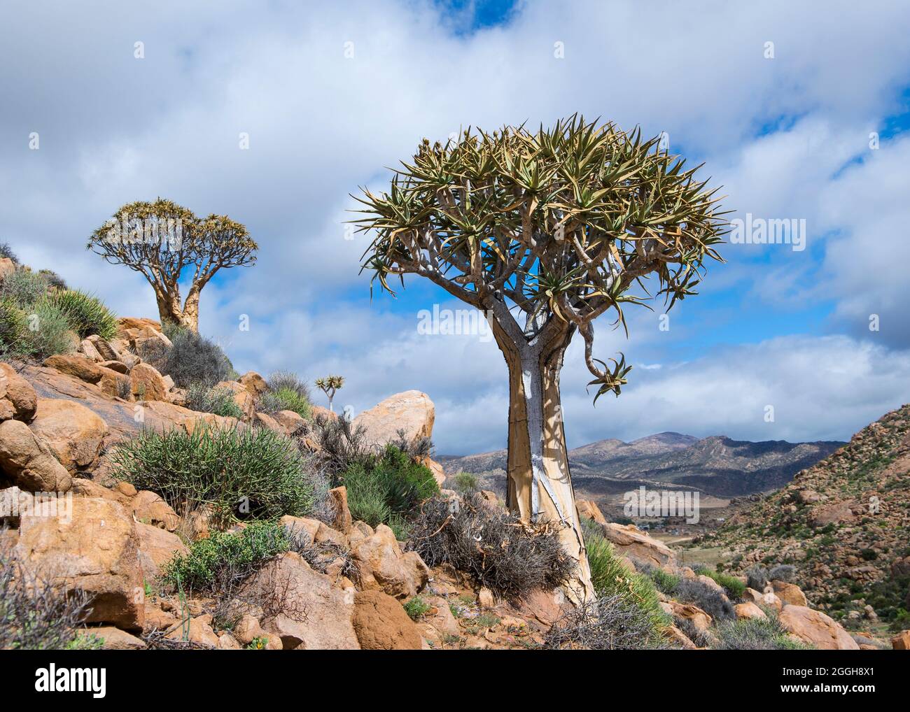 A single Quiver Tree (Aloidendron dichotomum) standing tall on the ...