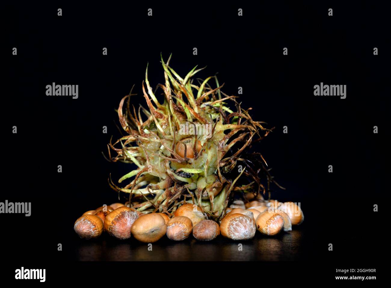 Corylus colurna hi-res stock photography and images - Alamy