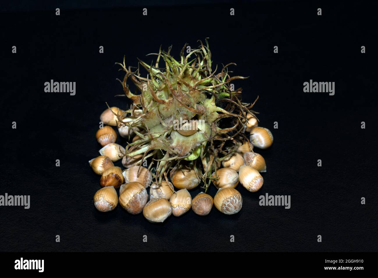 Corylus colurna hi-res stock photography and images - Alamy