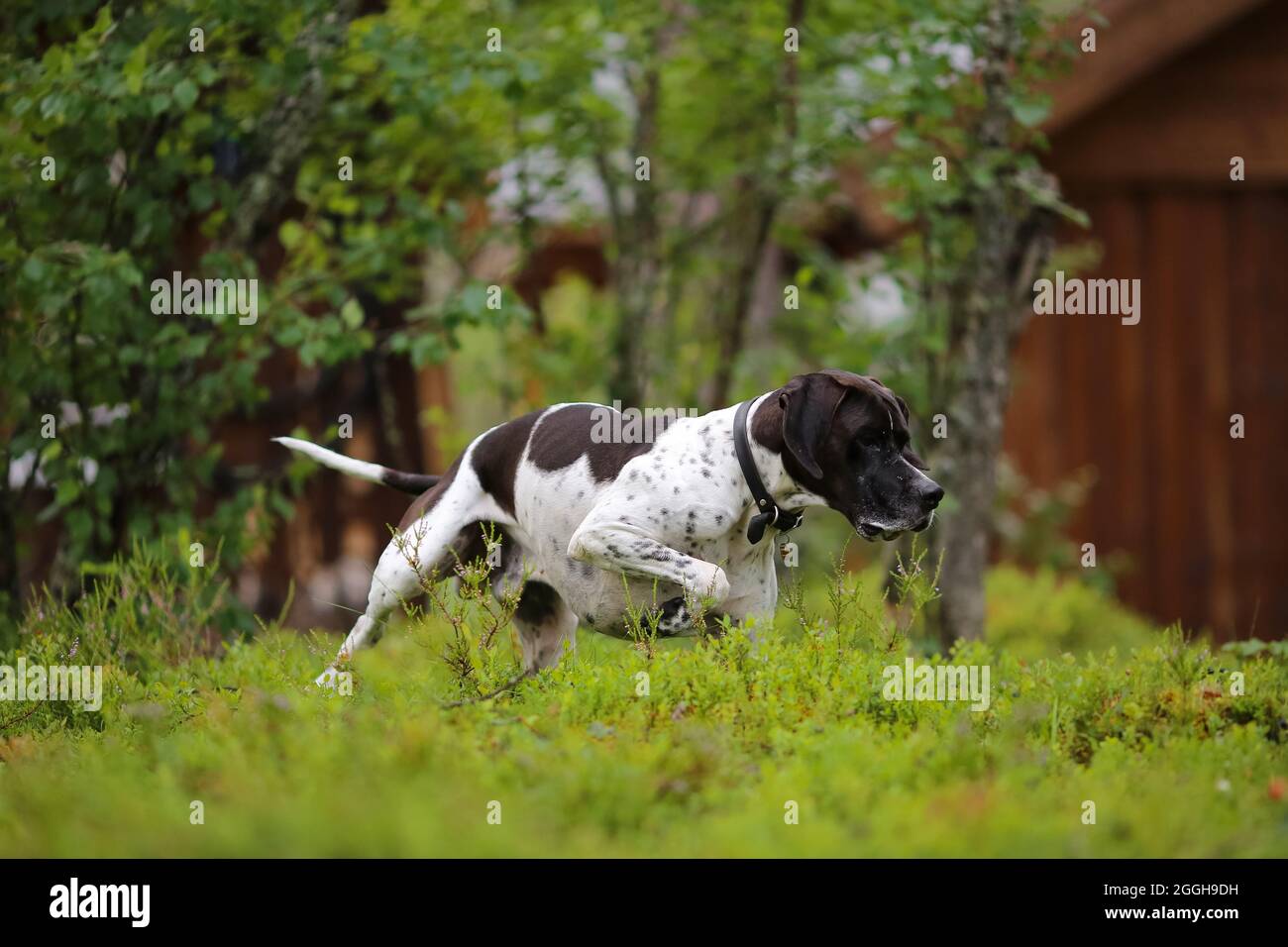 Dog english pointer hunting in the forest Stock Photo - Alamy
