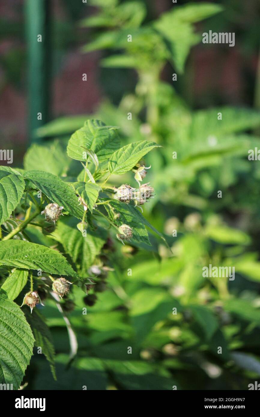 Lush green raspberry plant growing in the bright summer sun Stock Photo ...