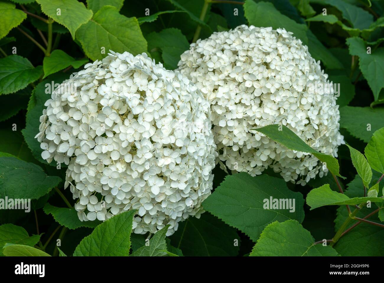Annabelle flower hi-res stock photography and images - Alamy