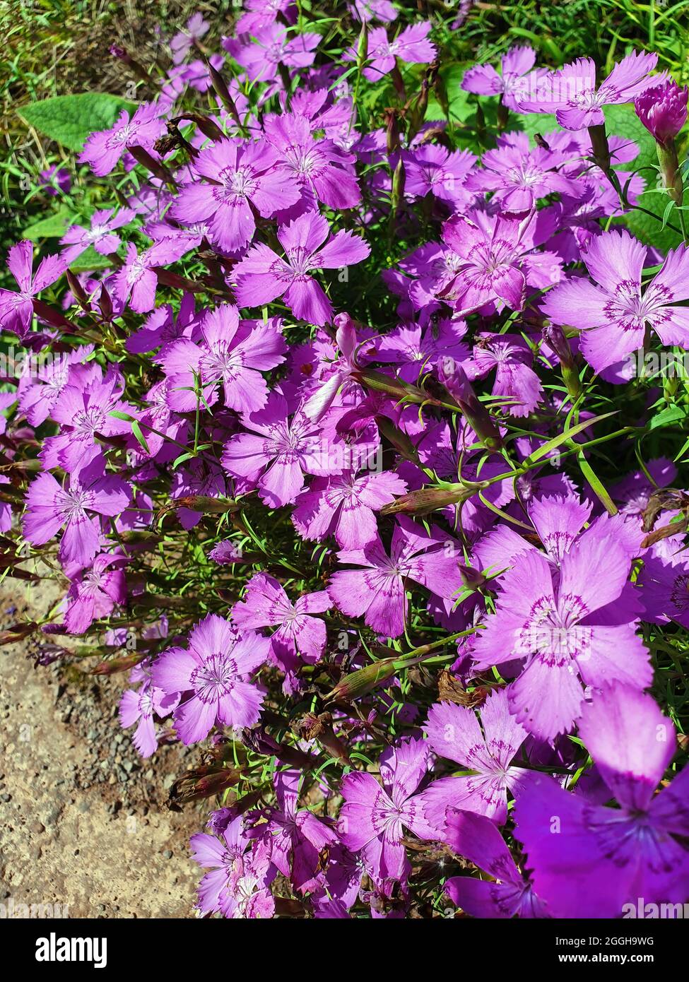 Dianthus amurensis 'Siberian Blue' a summer flowering plant with a ...
