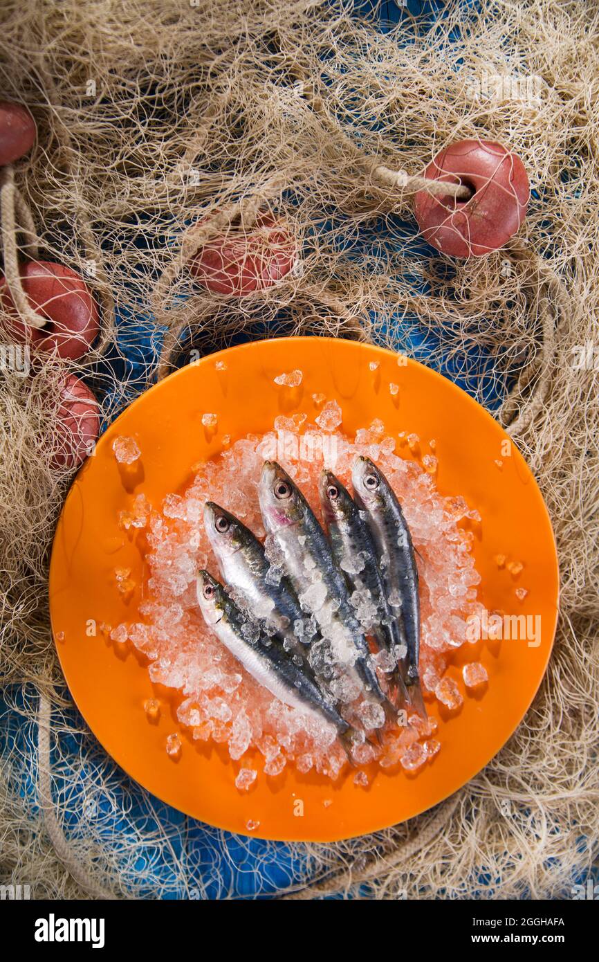 Presentation of fresh anchovies on a bed of ice Stock Photo - Alamy