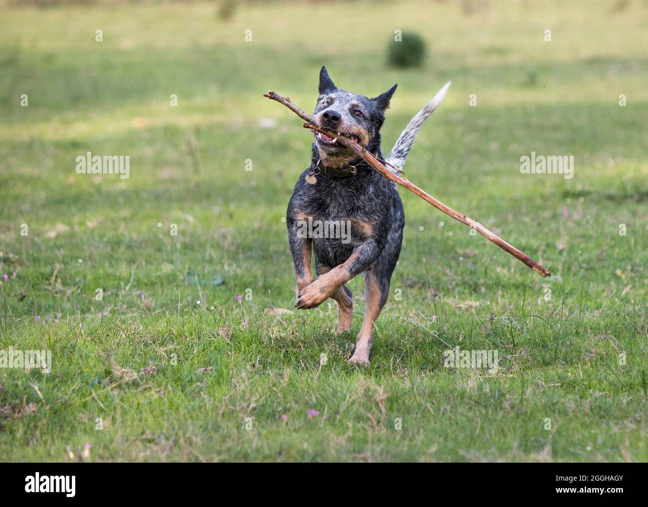Queensland Heeler Running Guide To The Heeler Or Australian Cattle Dog