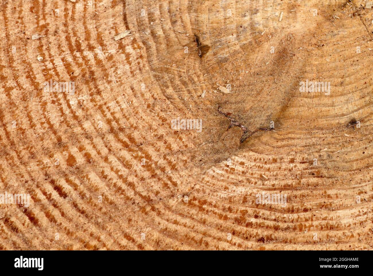 Detail of pine wood tree-rings texture Stock Photo - Alamy