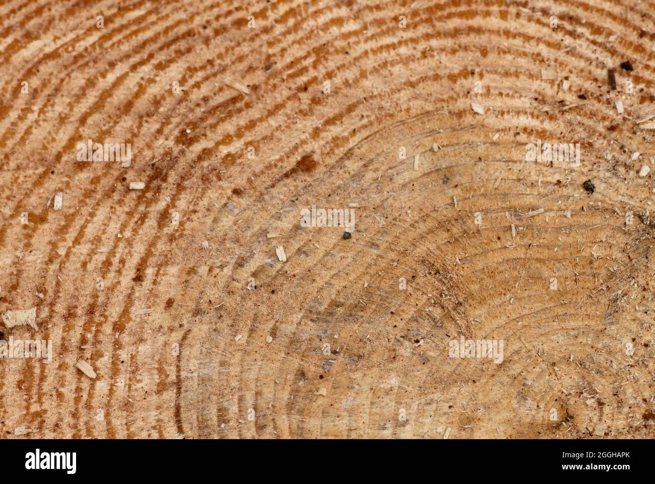 Tree rings texture hi-res stock photography and images - Alamy