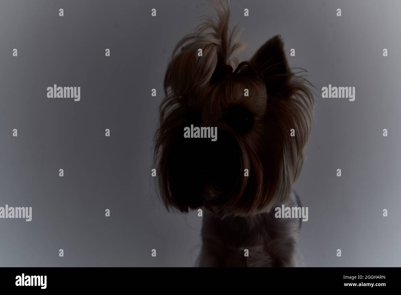 a small dog hairstyle for animals isolated background Stock Photo - Alamy