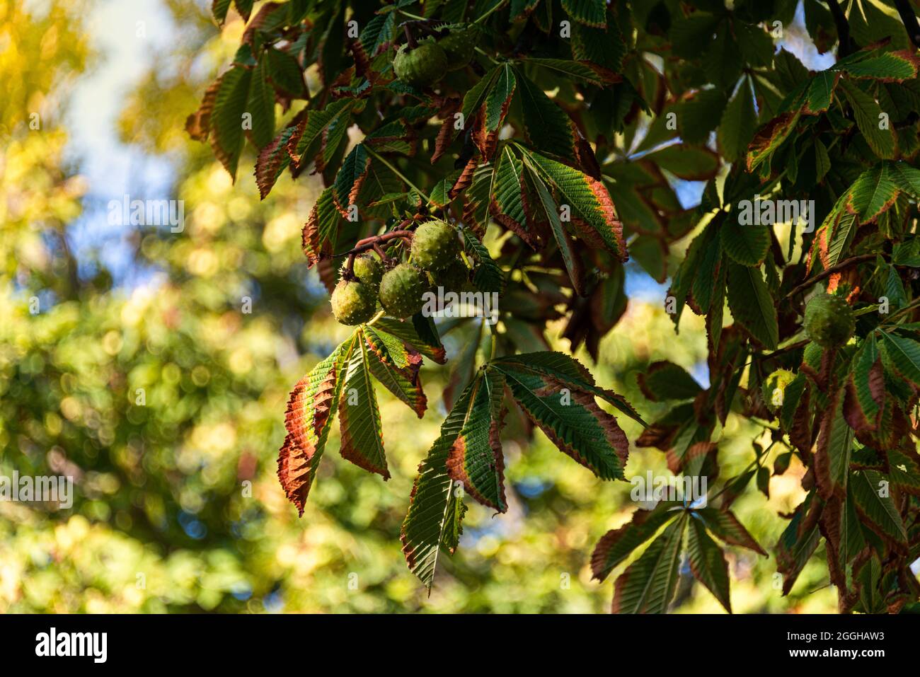 horse chestnut tree with autumn colour showing conkers ,autumn concept ...