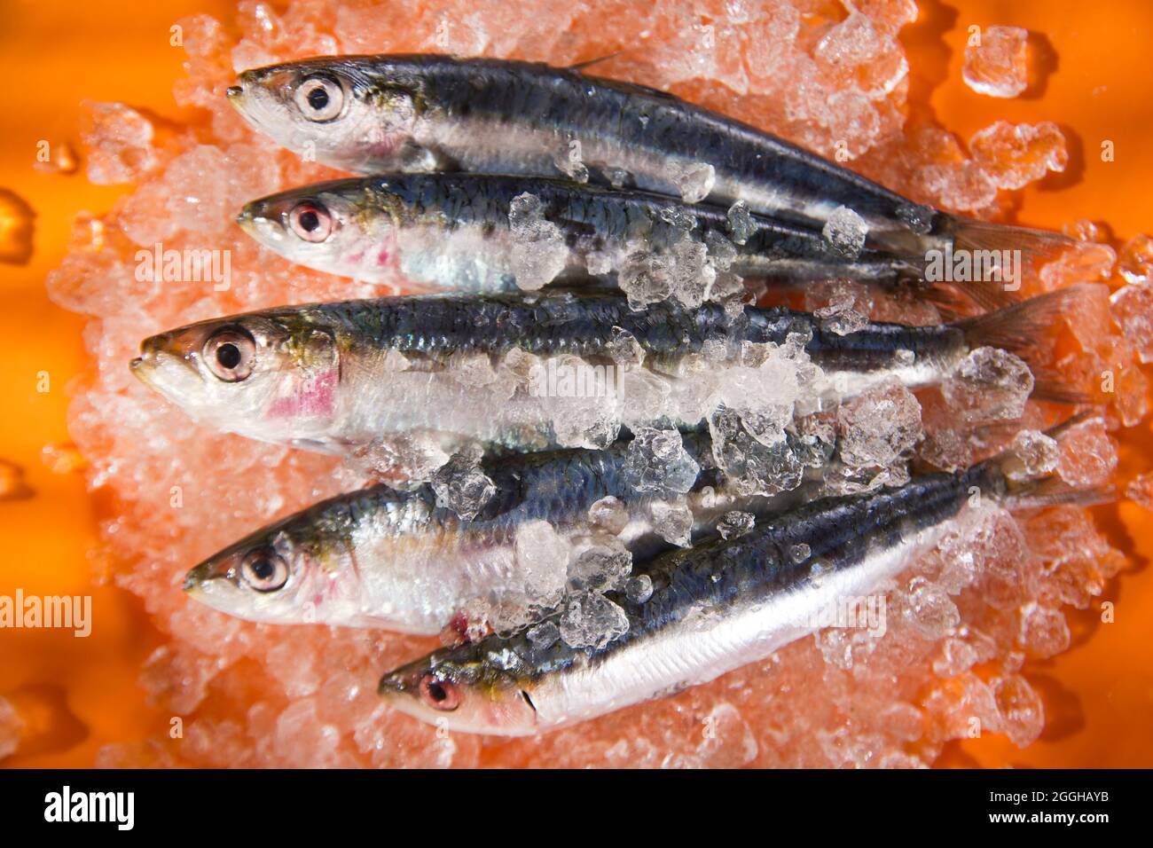 Presentation of fresh anchovies on a bed of ice Stock Photo - Alamy