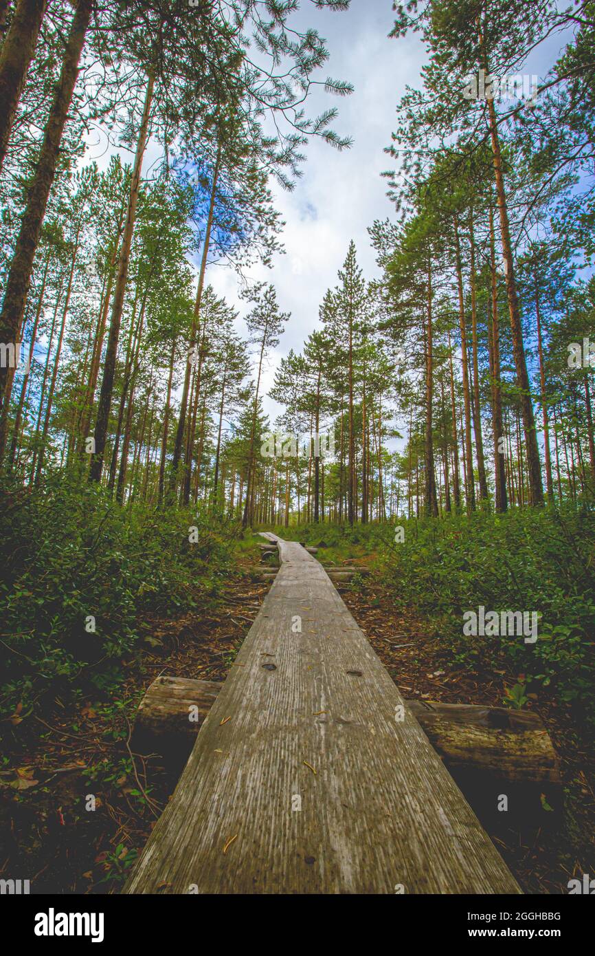 Vertical shot of a wooden pathway along tall trees outdoors Stock Photo ...