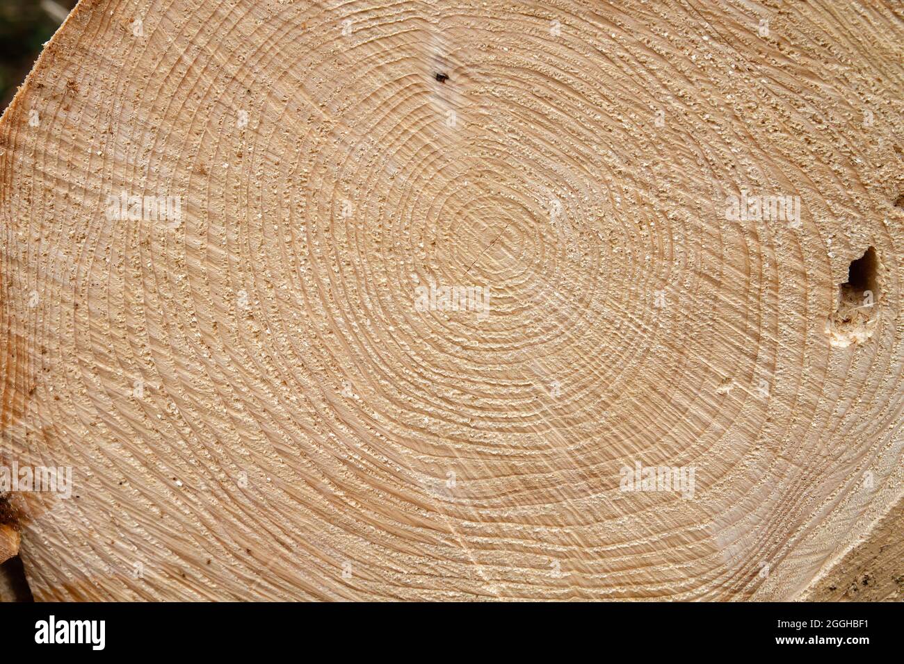 Detail of pine wood tree-rings texture Stock Photo - Alamy