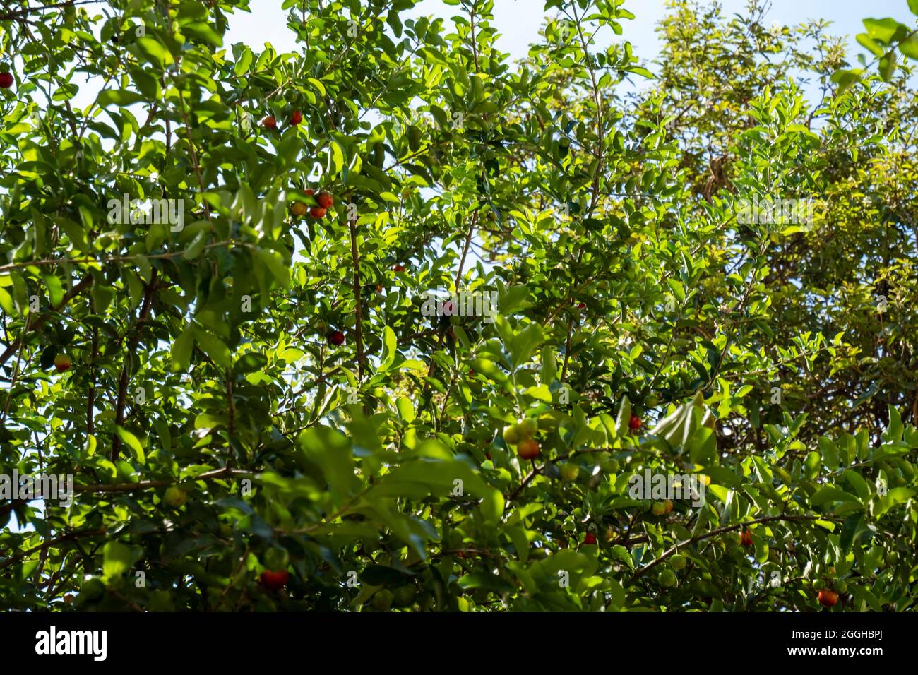 Acerola tree hi-res stock photography and images - Alamy